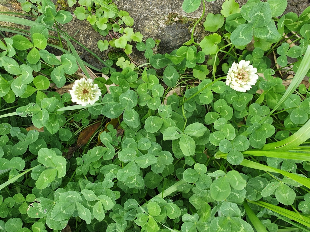white clover from Onehunga, Auckland 1061, New Zealand on September 13 ...