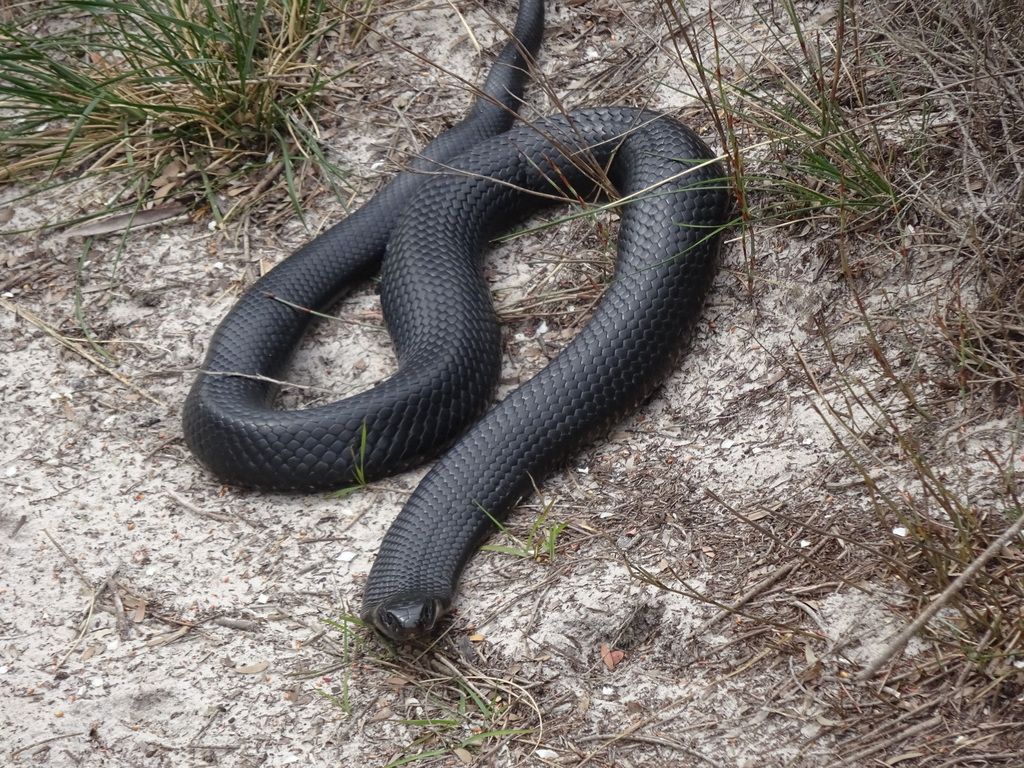 Red-bellied Black Snake from Royal Nat'l Park NSW 2233, Australia on ...