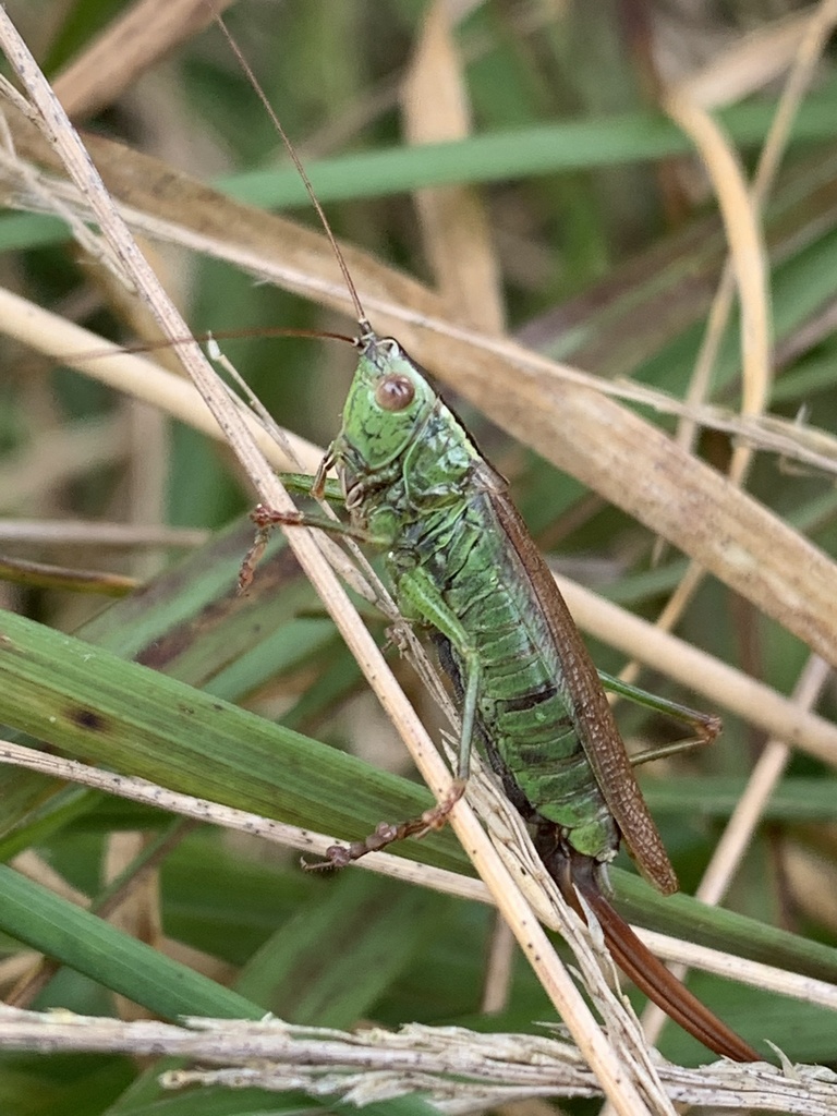 Long-winged Conehead from Parc Naturel Régional des Marais du Cotentin ...