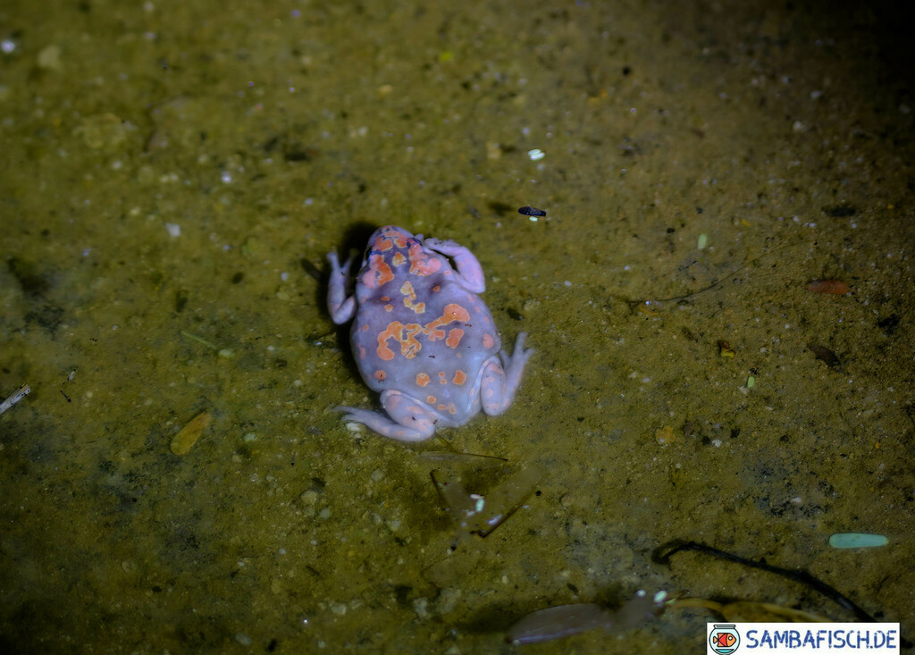 Marbled rubber frog from Erongo, Namibia on January 31, 2022 at 10:18 ...