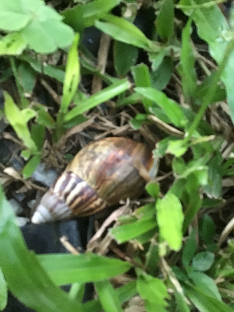 African Giant Snail from U.S. FORCE Kadena Kugun Base, Okinawa, Okinawa ...