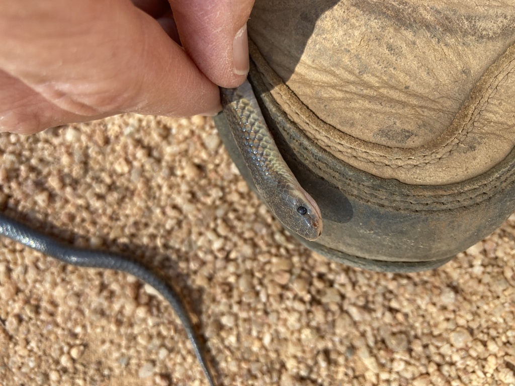 Carpentaria Small-eyed Snake from Mount Surprise, QLD, AU on July 26 ...