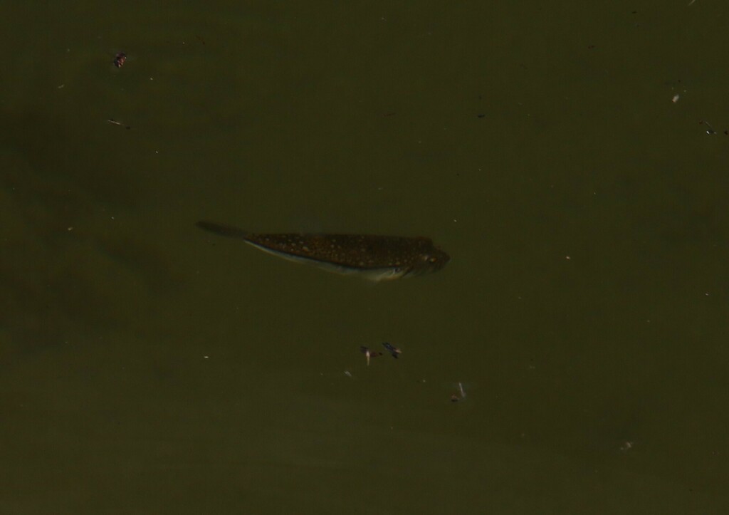 Weeping Toadfish from Coffs Harbour NSW, Australia on September 27 ...
