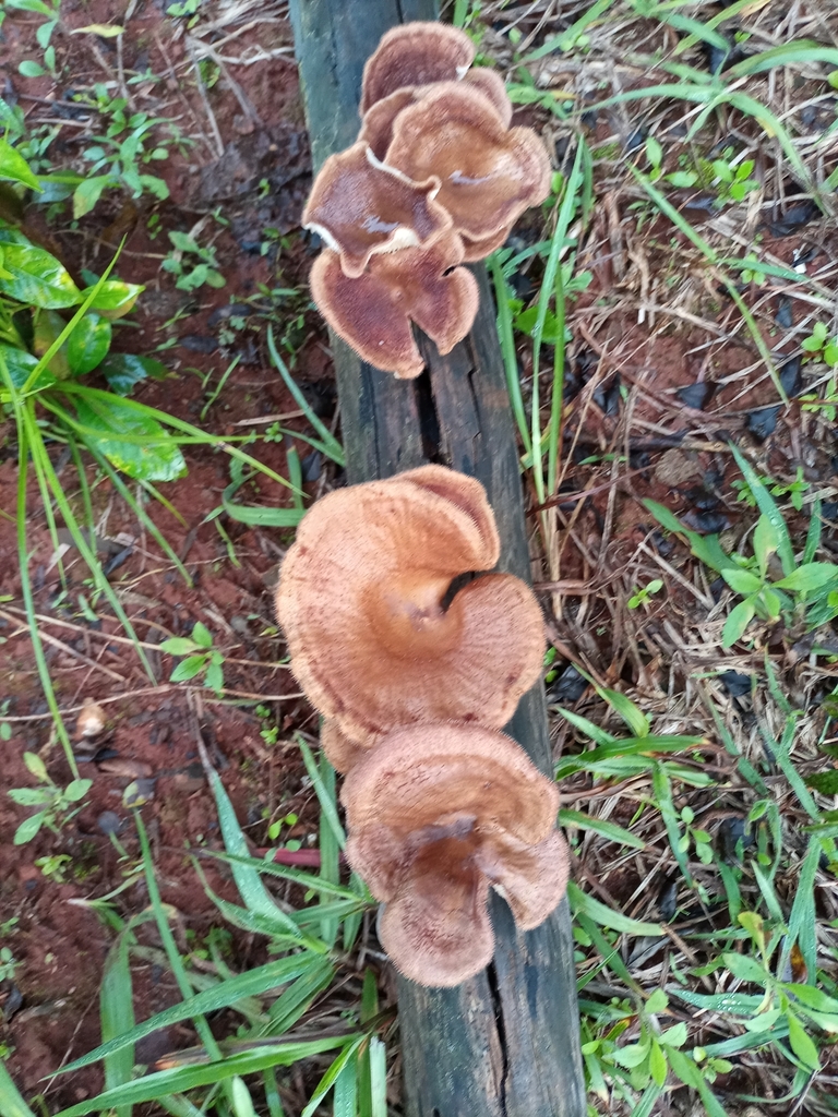 Panus strigellus from Planalto, BR-PR, BR on September 30, 2022 at 06: ...