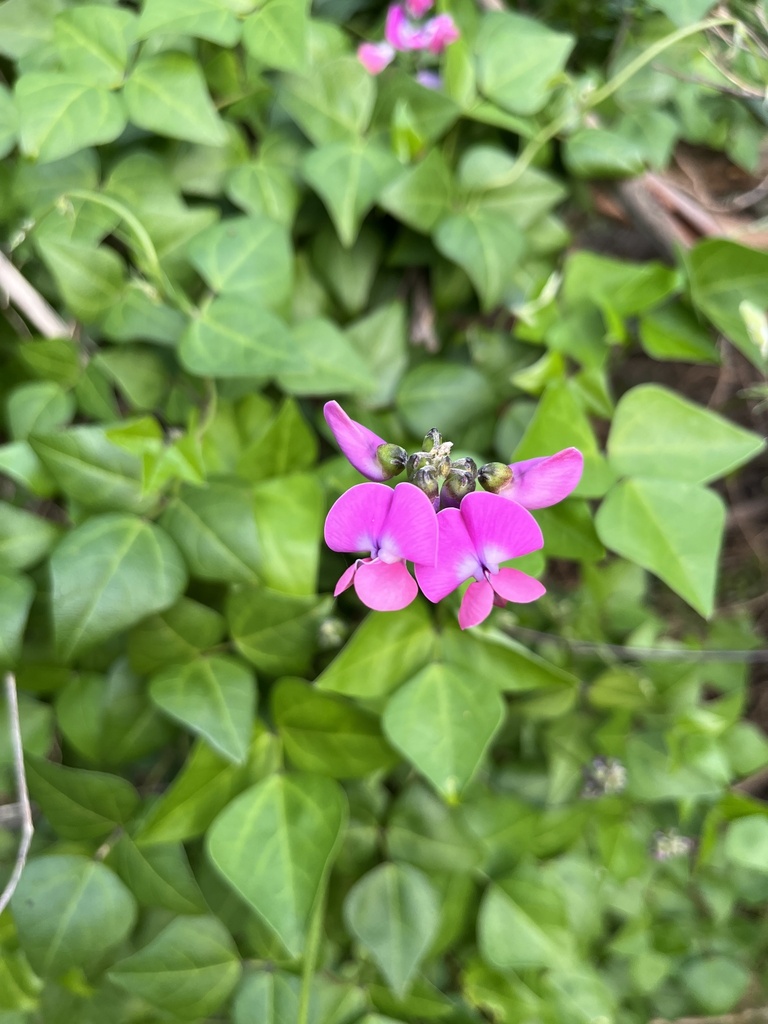 Okie bean from Kangaroo Island, Brownlow Ki, SA, AU on September 30 ...