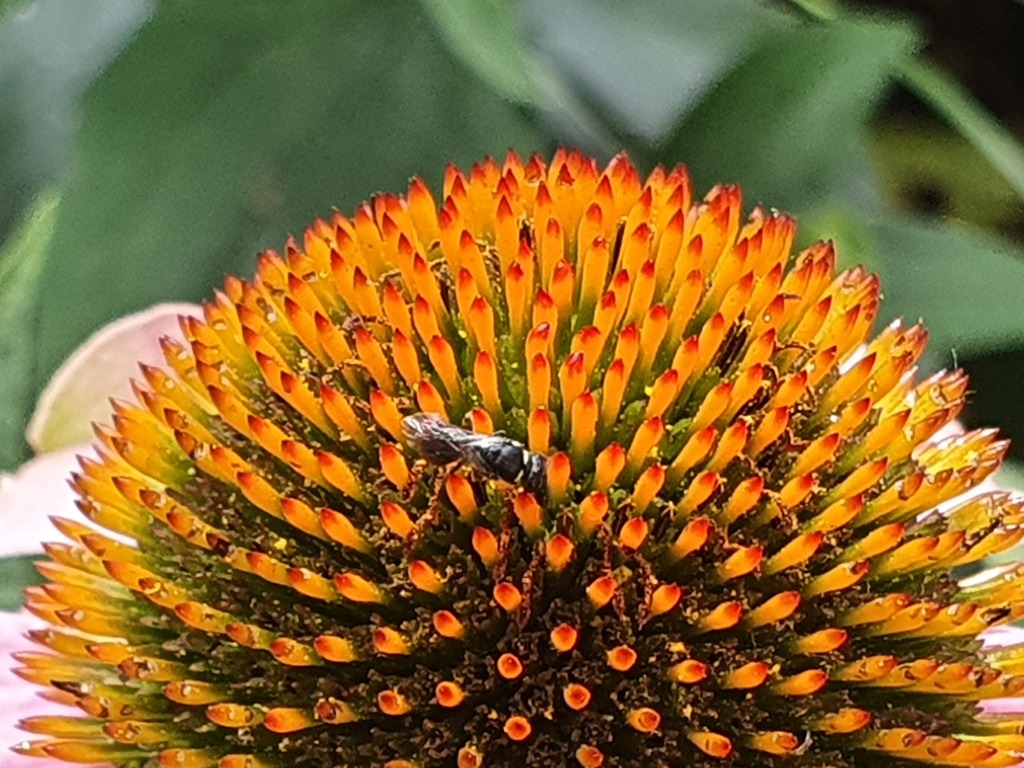 Masked Bees from Regensdorf on July 14, 2022 at 11:41 AM by jonasyang ...