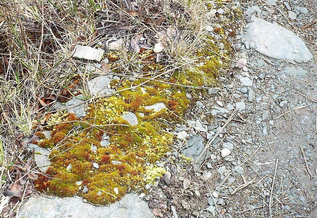 mosses from Arrowtown 9302, New Zealand on August 30, 2015 at 02:35 PM ...