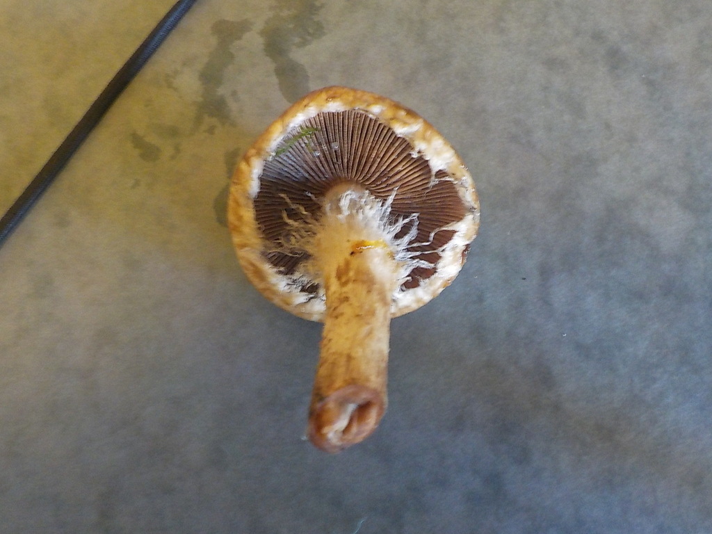 weeping widow from Lowca, Whitehaven CA28 6QB, UK on September 29, 2022 ...