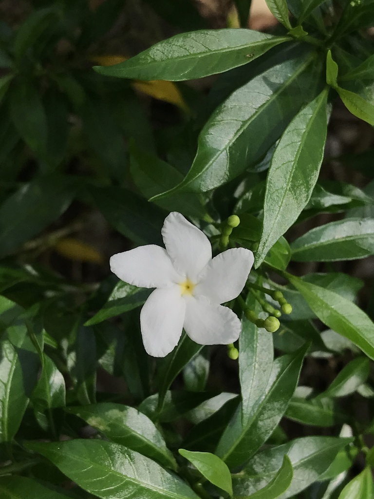 Crepe Jasmine from ขามเรียง, อ.กันทรวิชัย, มหาสารคาม, TH on October 09 ...