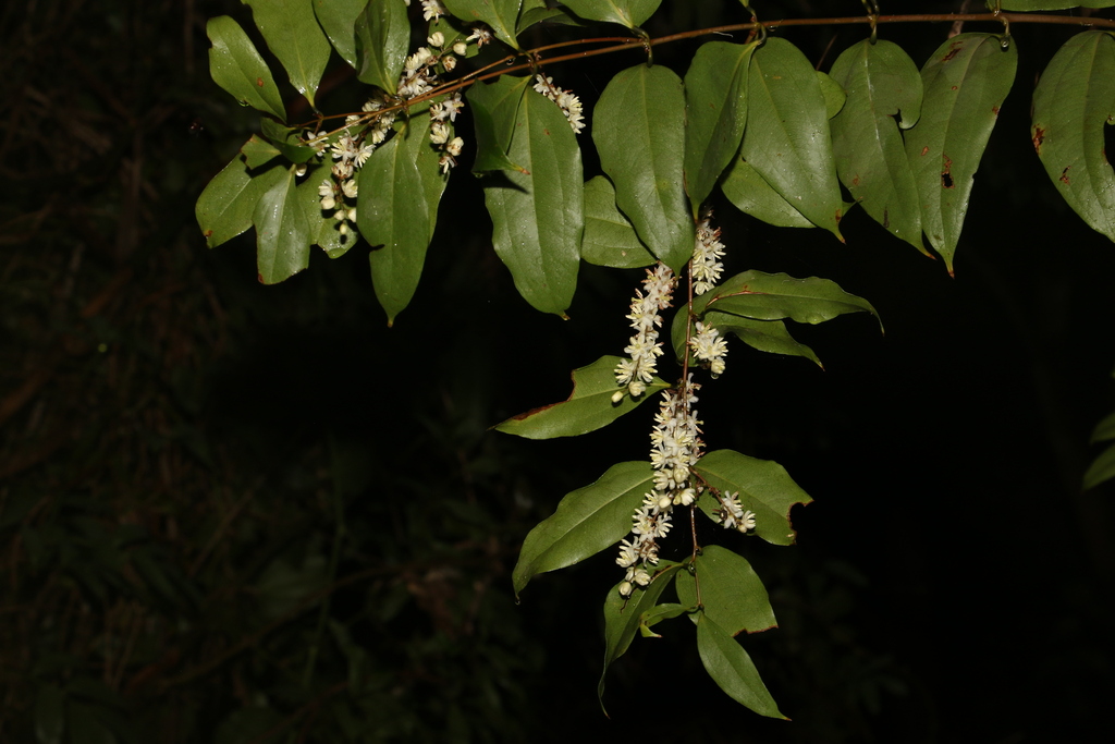White Supplejack from Bongil Bongil, Coffs Harbour - Pt A, New South Wales, Australia on ...