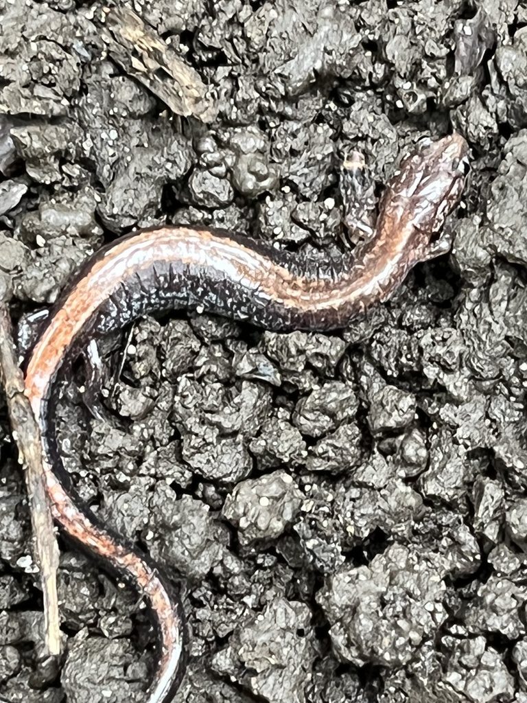 Eastern Red-backed Salamander from Amherst Junction, WI, US on ...