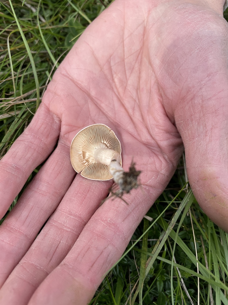 Fungi Including Lichens from Waterhall Golf Club - Golf Course ...