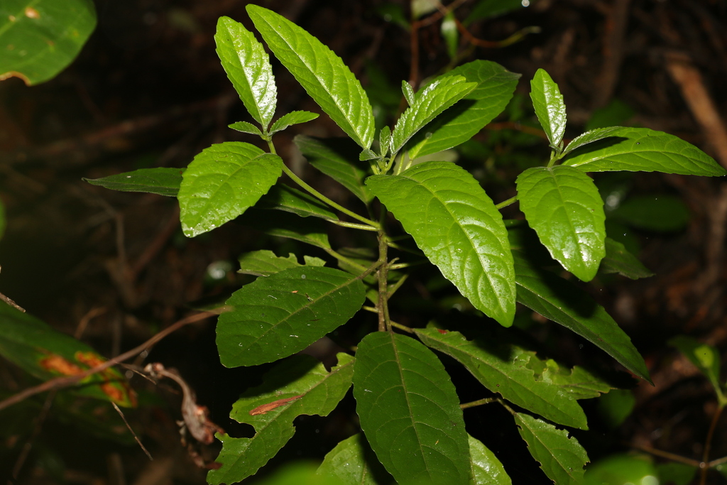 Claoxylon australe from Bongil Bongil, Coffs Harbour - Pt A, New South ...