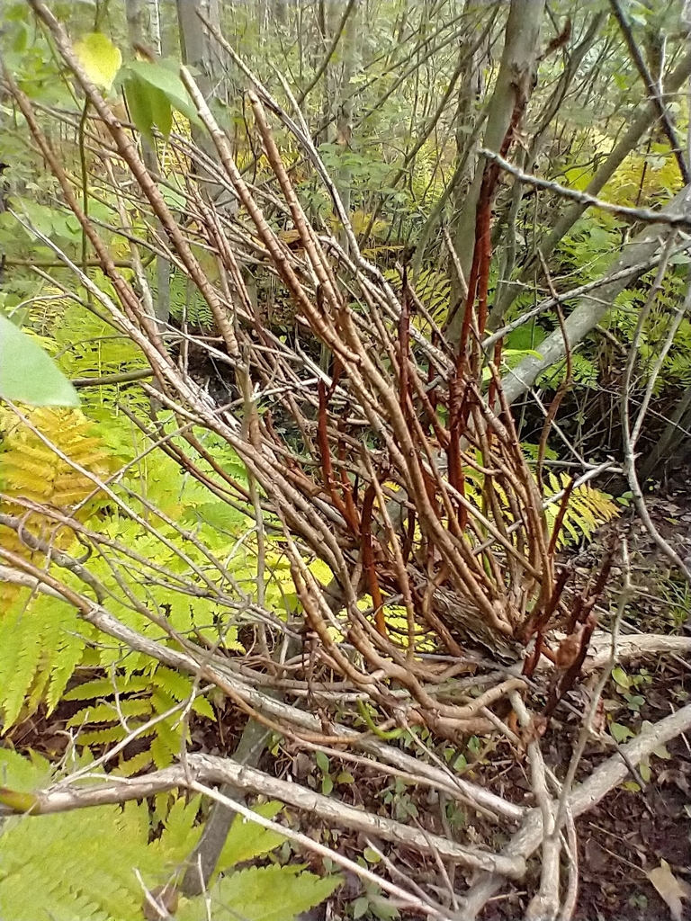 Huckleberry Broom Rust Fungus from Colchester Village, Winooski, VT ...