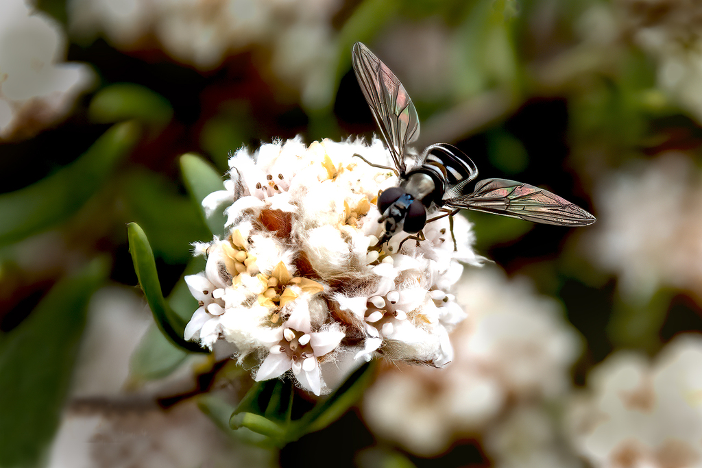 Hover Flies from Mogo NSW 2536, Australia on September 30, 2022 at 11: ...