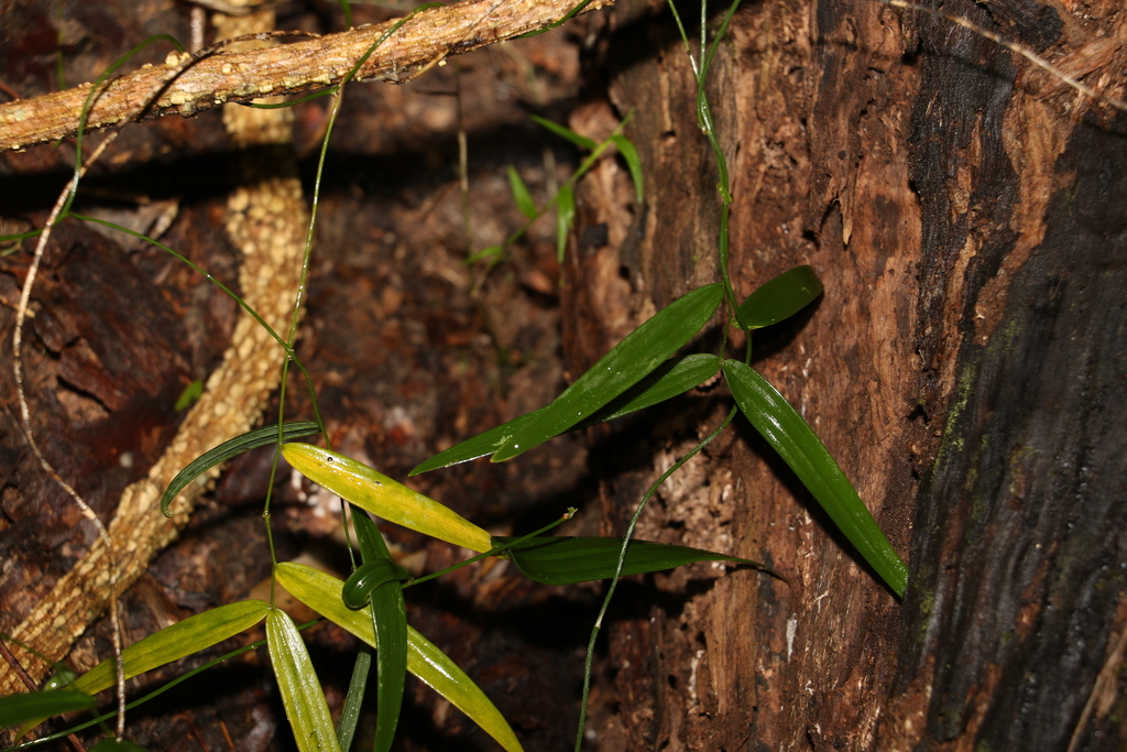 Wombat Berry from Bongil Bongil, Coffs Harbour - Pt A, New South Wales ...