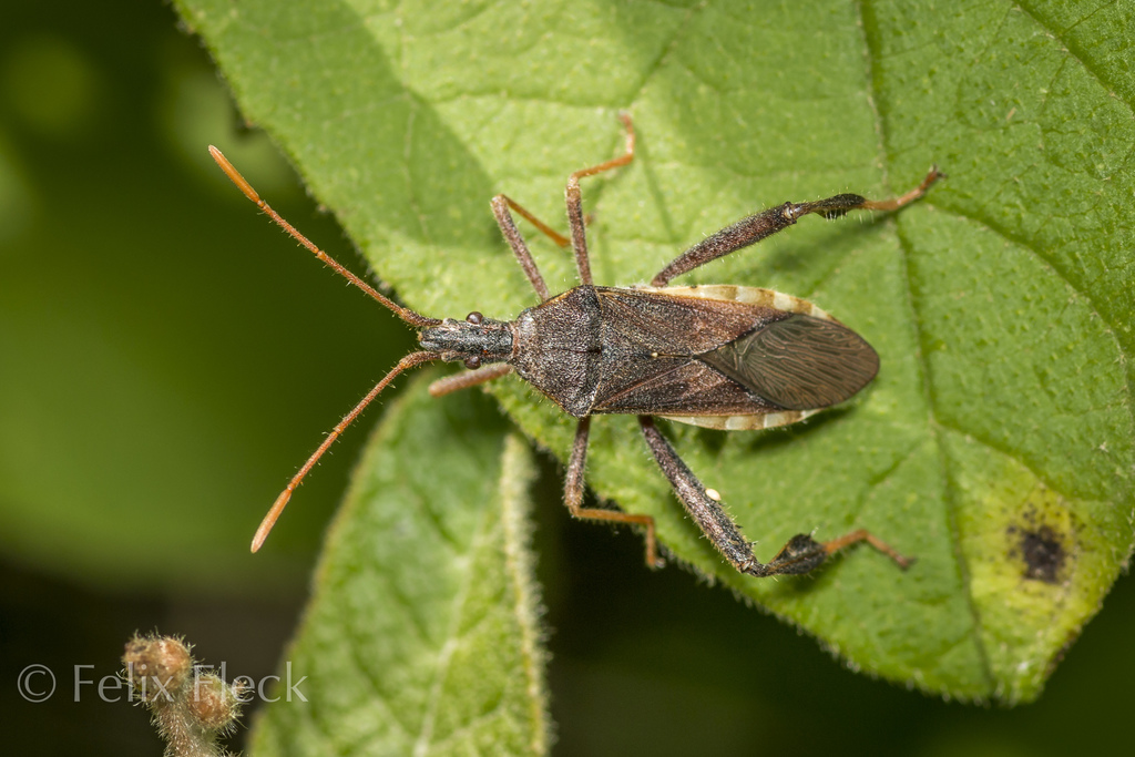 Narnia inornata (Coreoidea of the United States) · iNaturalist