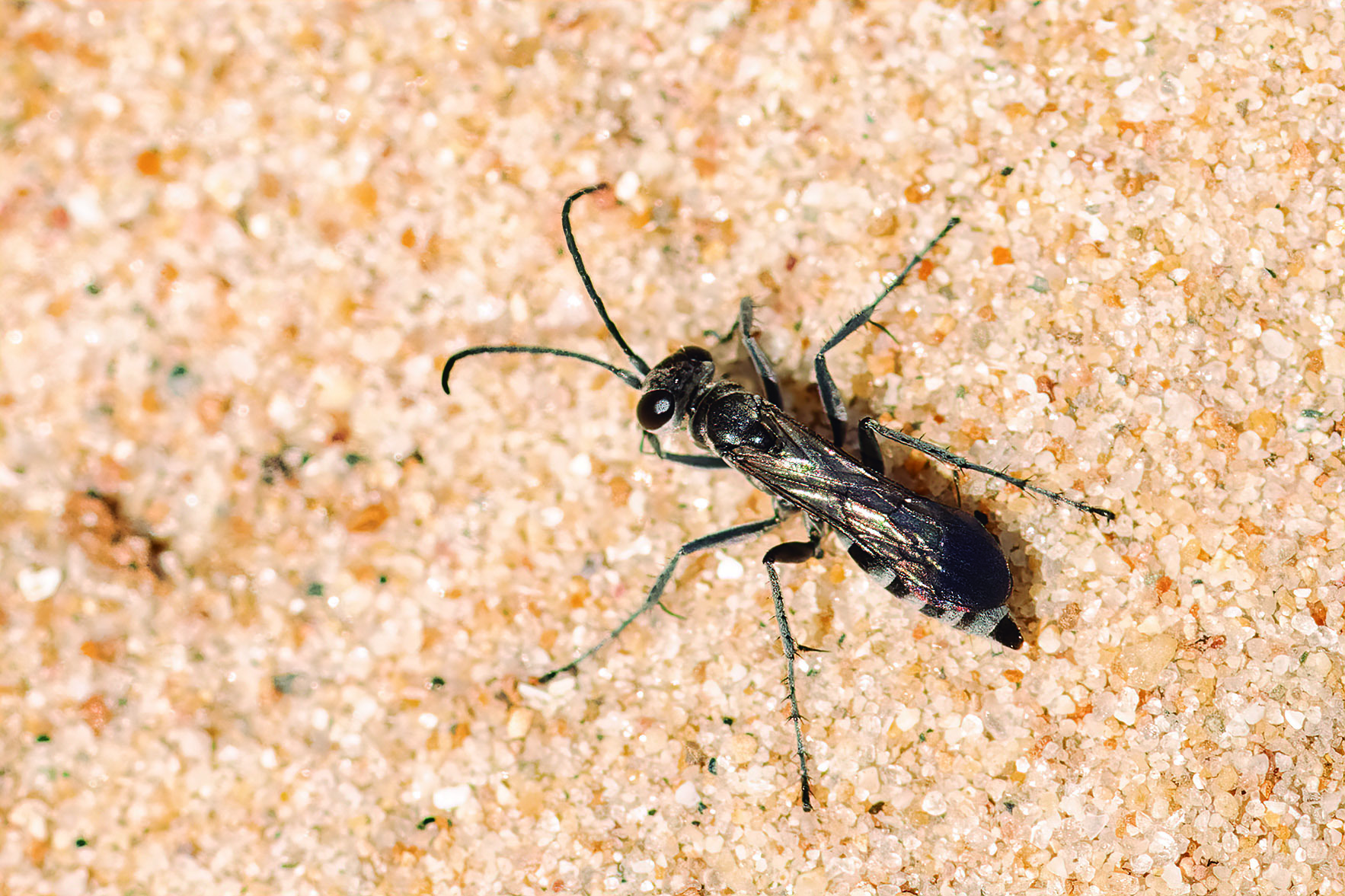 Pompilus cinereus (Fabricius, 1775)