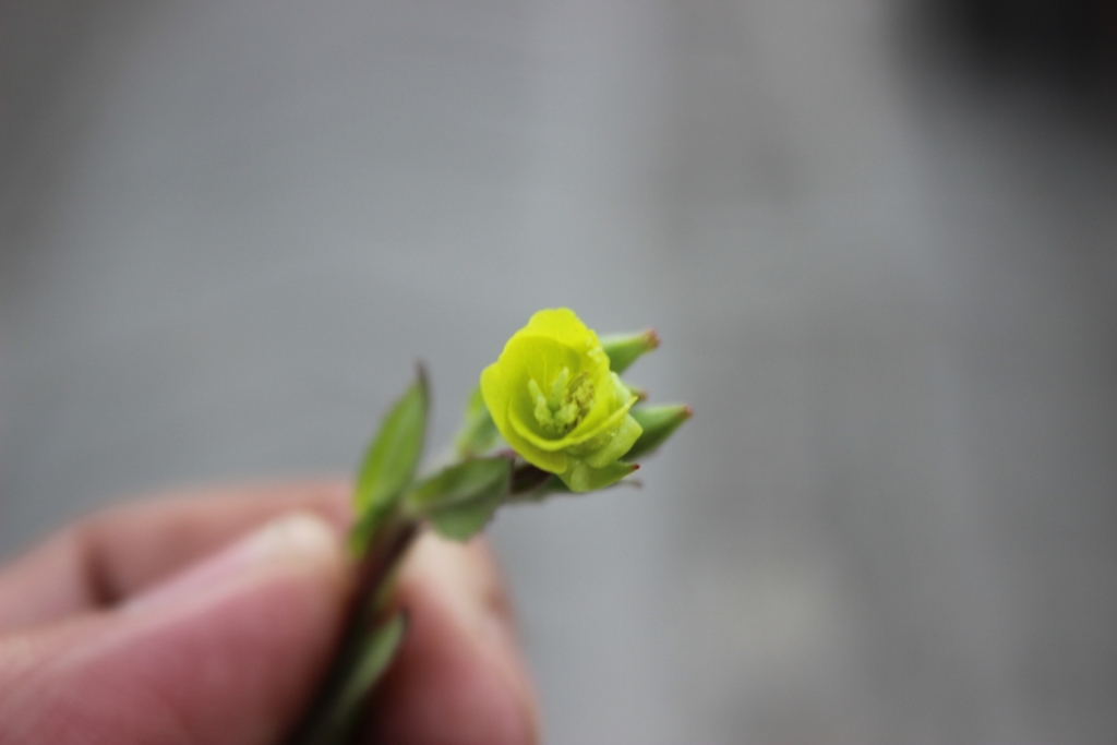 Oenothera multicaulis from La Vega, CO-CU, CO on September 26, 2022 by ...