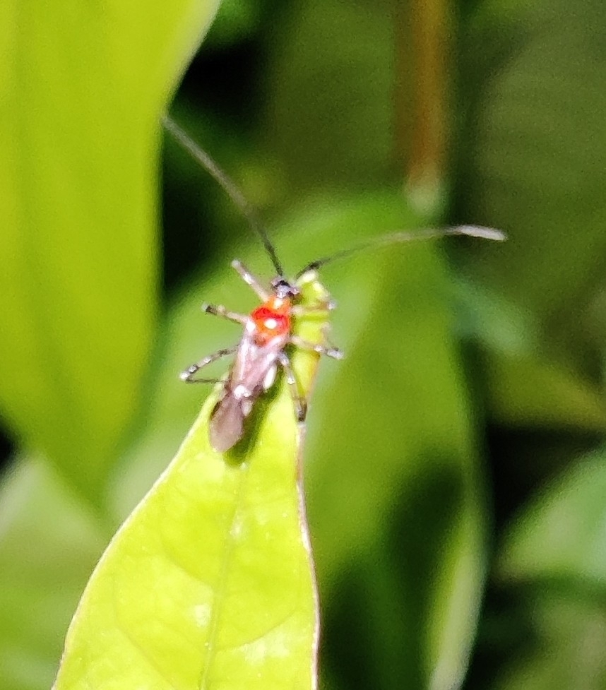 Winged and Once-winged Insects from PJX2+9VH, Katrakayalagunta, Andhra ...