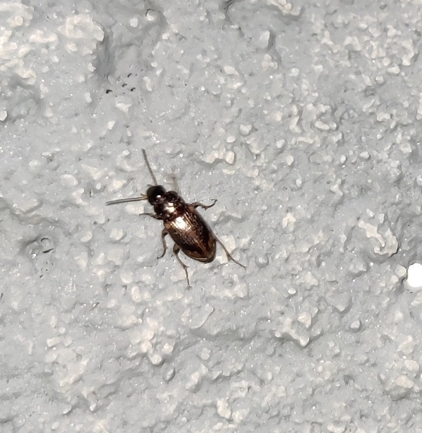 Harpalus distinguendus from Chittoor, IN-AP, IN on September 29, 2022 ...