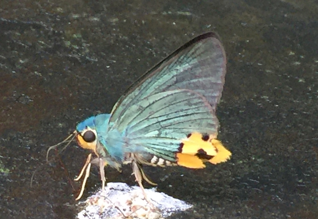 Choaspes subcaudata from Habitat of Penang Hill on September 30, 2022 ...