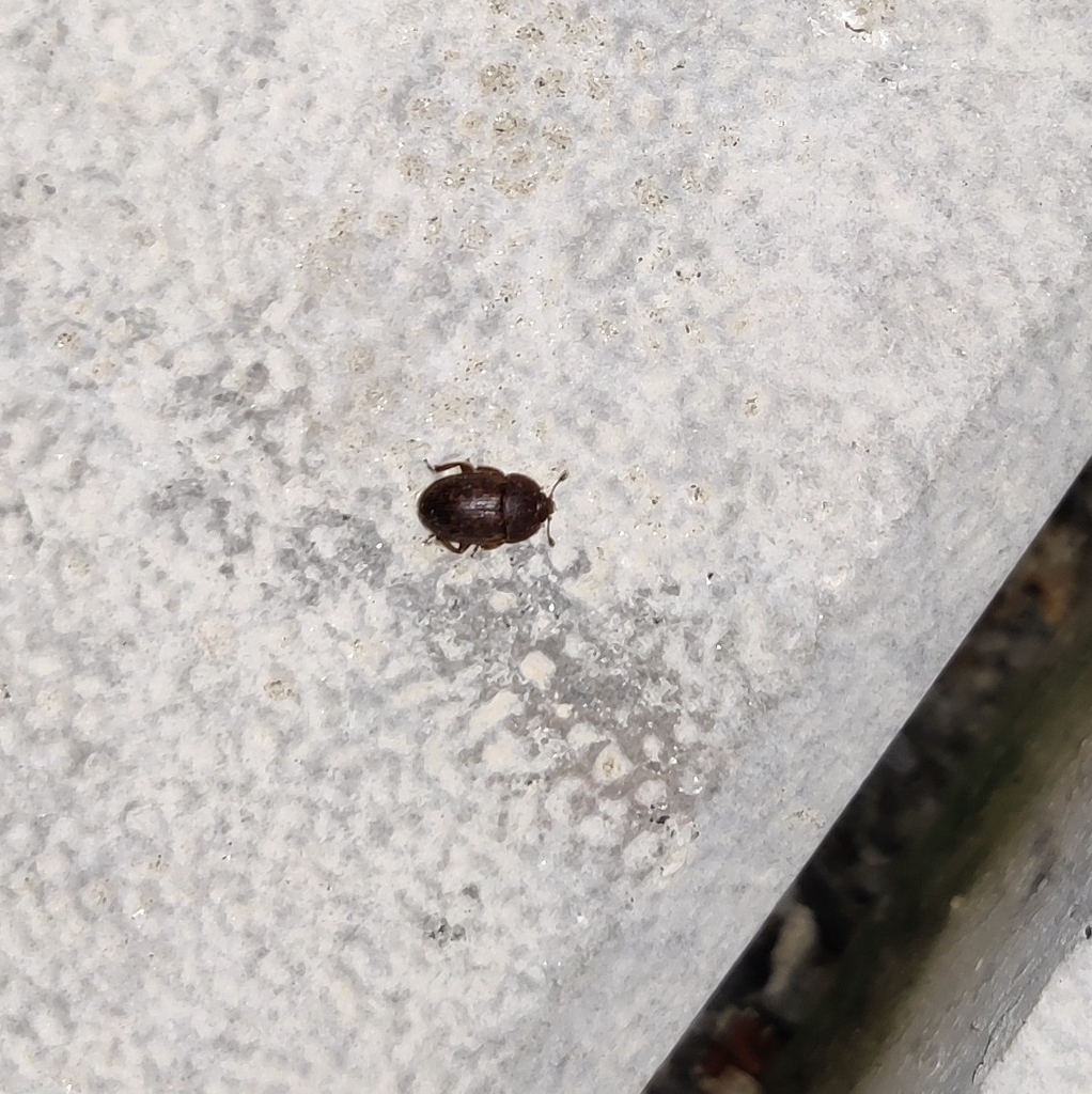 Water, Rove, Scarab, Long-horned, Leaf, and Snout Beetles from Chittoor ...