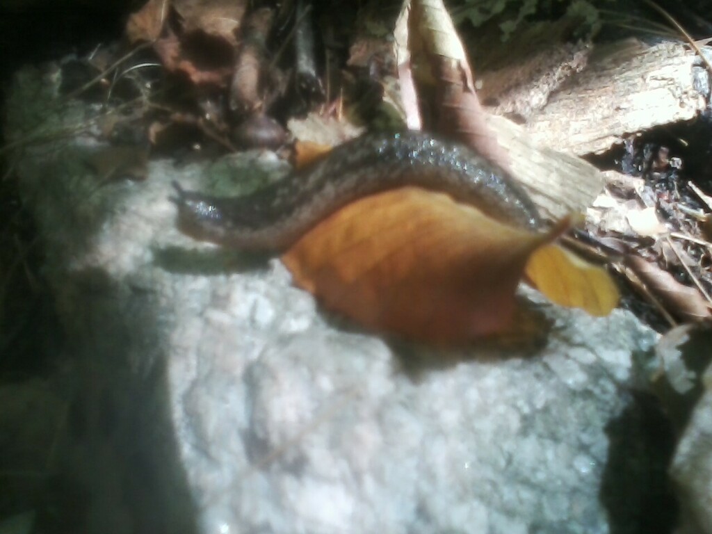 Helicinan Snails and Slugs from Outaouais, QC, Canada on September 29 ...