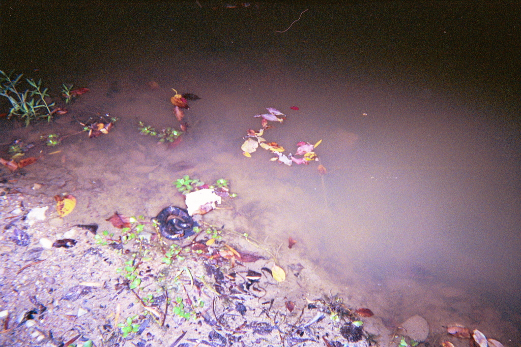 Northern Cottonmouth from 32.889, -98.0173 on October 10, 2003 at 07:50 ...