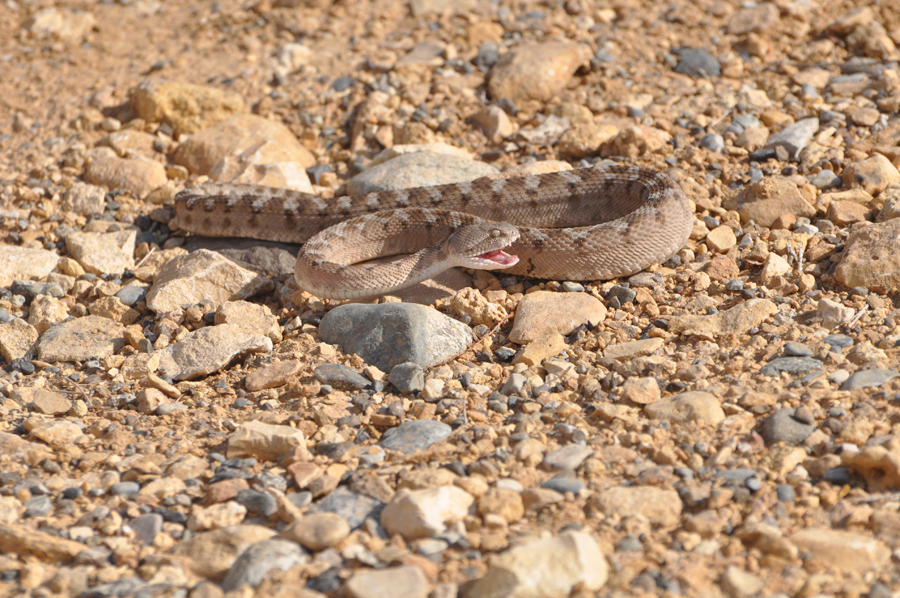 Oman Saw-scaled Viper from Masqat, Oman on November 18, 2018 at 11:49 ...