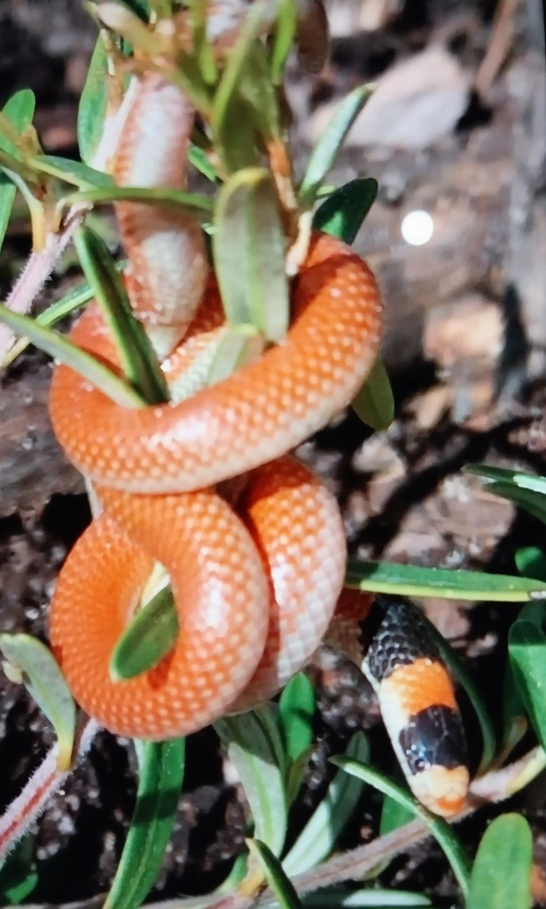 Black-naped Burrowing Snake from Perth WA, Australia on September 30 ...
