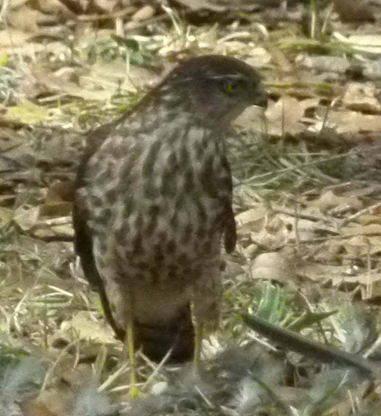 Sharp-shinned Hawk from Ashton Subdivision, Gainesville, FL, USA on ...