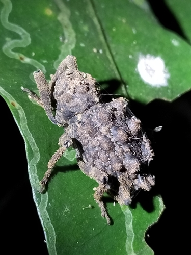 Poropterus idolus · iNaturalist