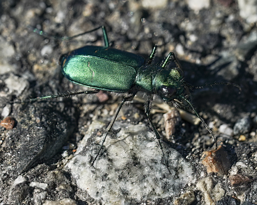 Sagebrush Tiger Beetle from Horn Rapids County Park, Benton County, WA ...