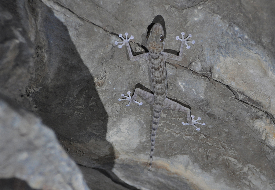 Eastern Arabian Fan-toed Gecko from Wadi Bani Khalid, Oman on November ...