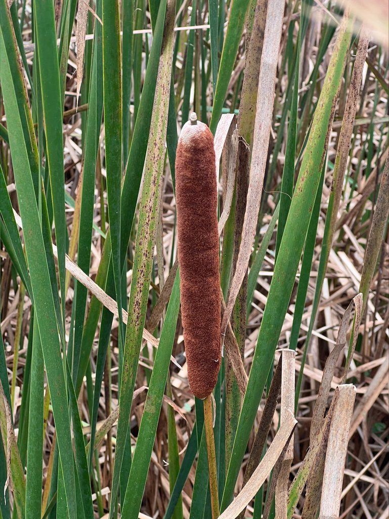 narrow-leaved cattail from 34 Mallard Dr, Sackville, NB E4L 1G6, Canada ...