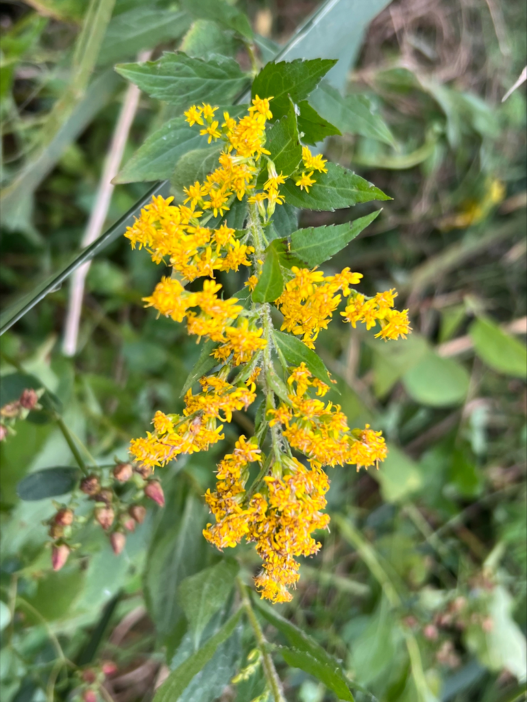 goldenrods from 34 Mallard Dr, Sackville, NB E4L 1G6, Canada on ...