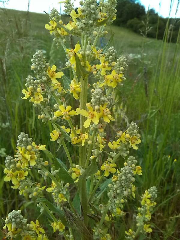 White Mullein (Zayante land, @ Henry Cowell Redwood State Park ...