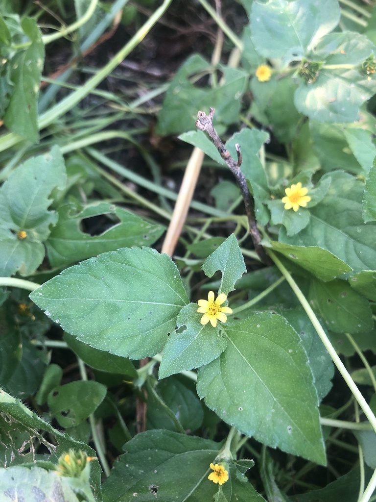 straggler daisy from Shepley St, Victoria, TX, US on September 30, 2022 ...