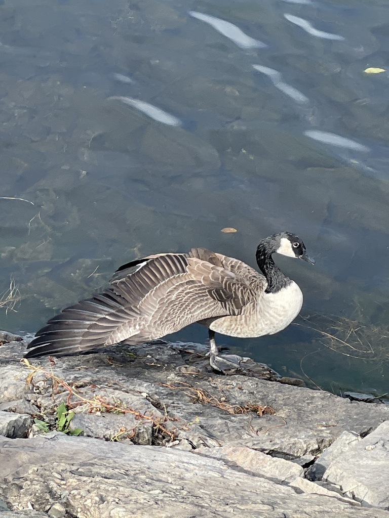 Canada Goose from Beacon St, Boston, MA, US on September 30, 2022 at 10 ...