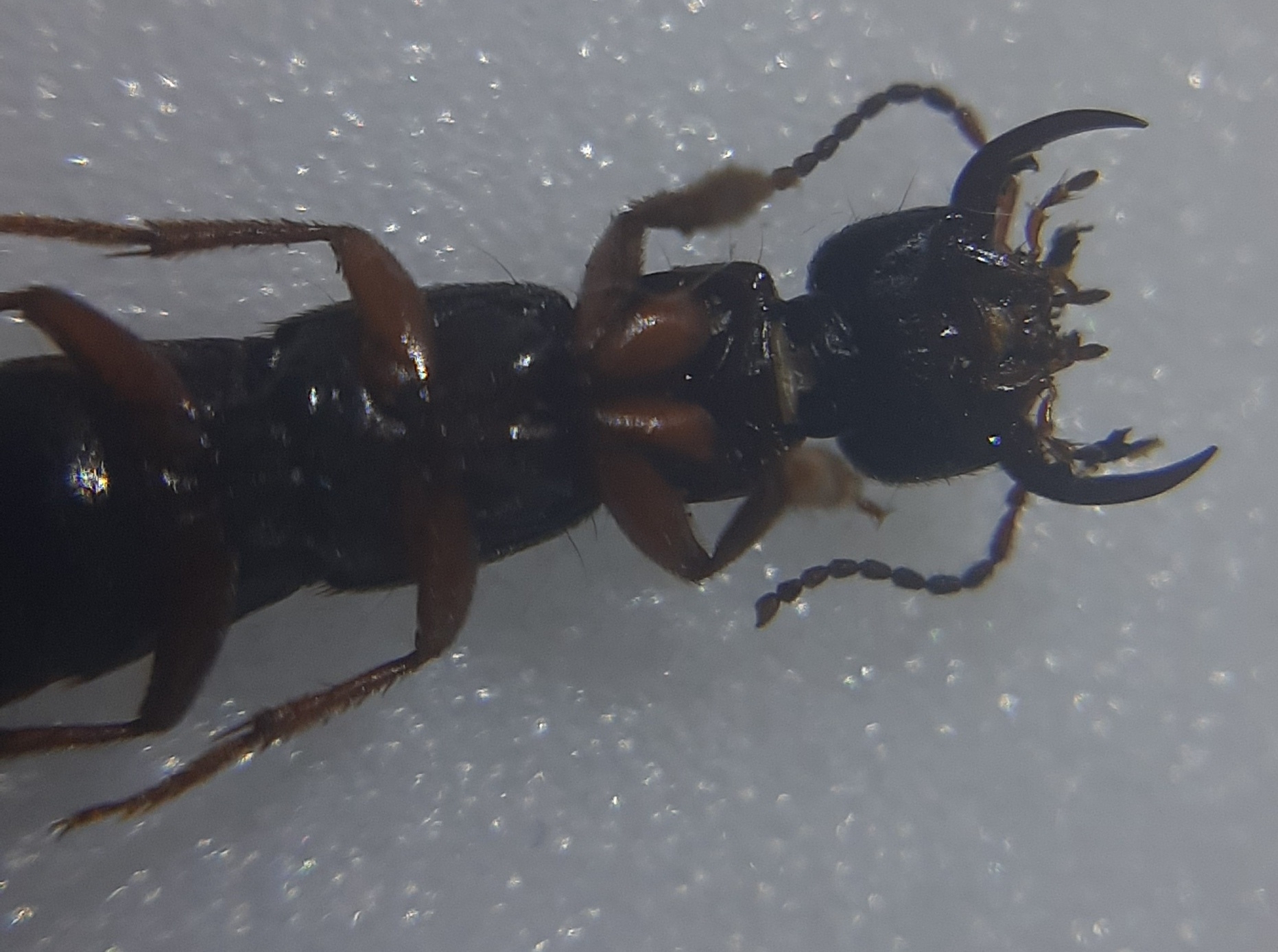 Tasgius falcifer (Nordmann, 1837)