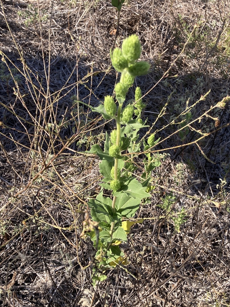 Sumpweed from Bohuslav Rd, La Grange, TX, US on September 30, 2022 at ...