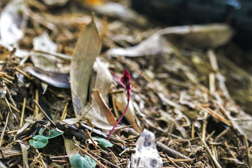 Corybas puniceus · iNaturalist