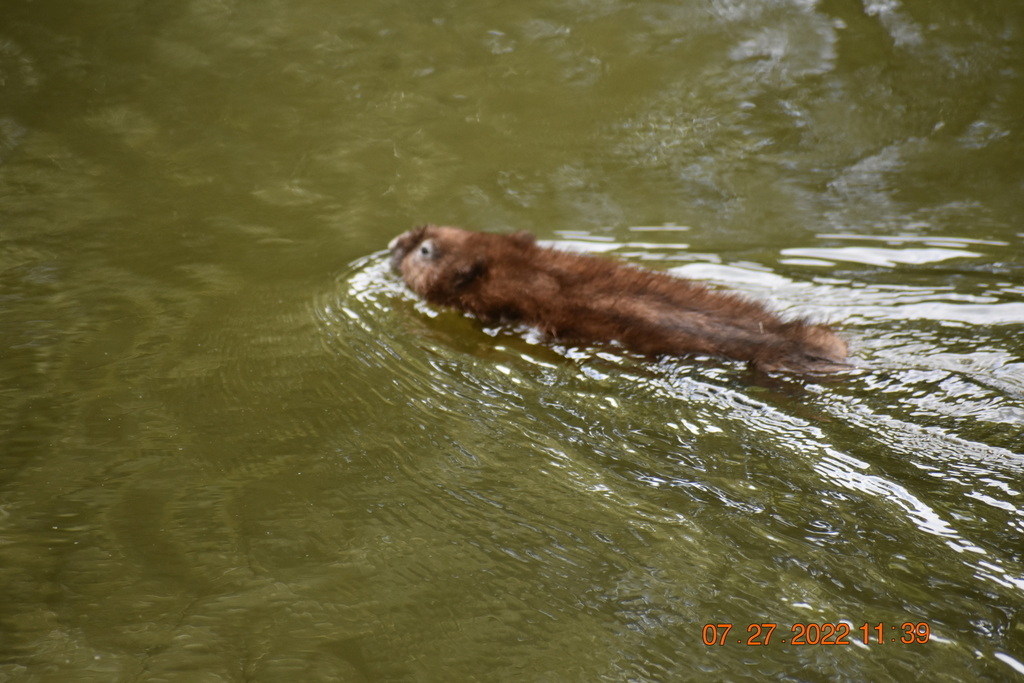 Muskrat from Farmville, VA 23901, USA on July 27, 2022 at 11:39 AM by ...