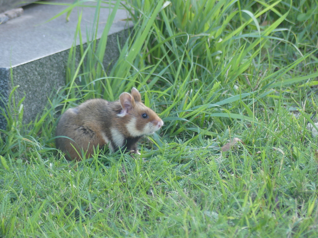 Eurasian Hamster in September 2022 by Valentin Moser · iNaturalist