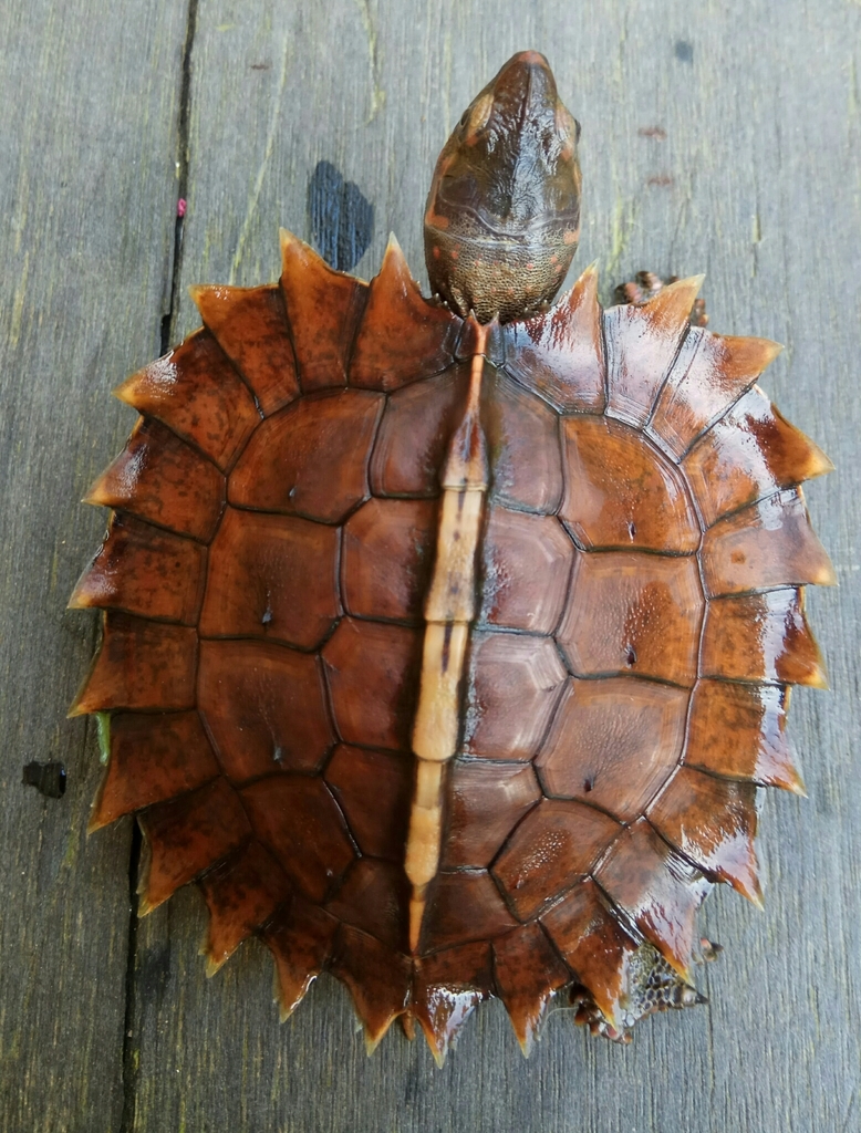 Spiny Terrapin in August 2018 by Yohanes Edy Gunawan · iNaturalist