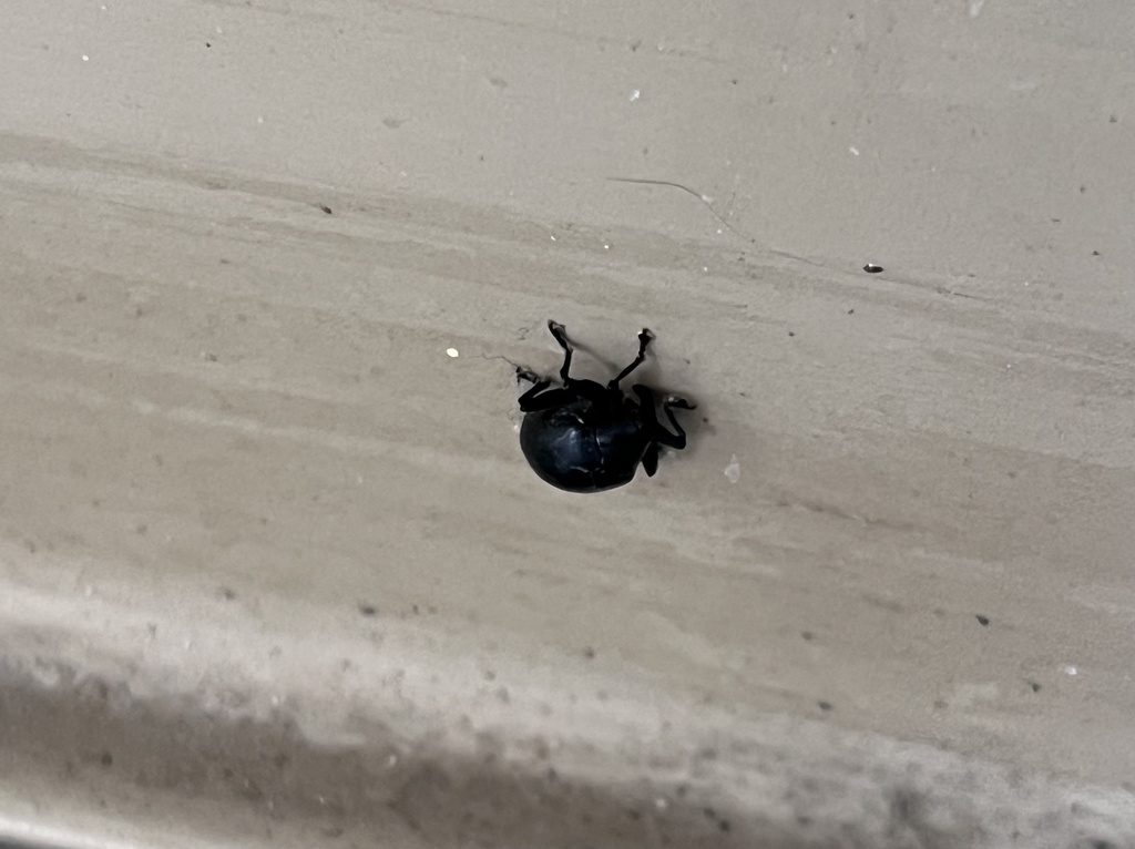 Cleogonus from Puerto Rico, Cayey, Puerto Rico, US on September 30 ...