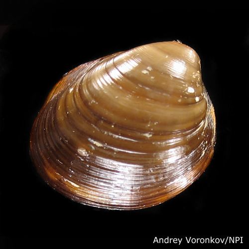 Nut Clams (Nuculidae)