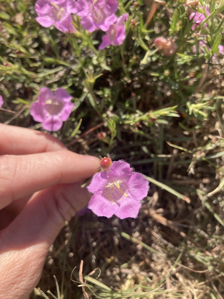 Prairie False Foxglove from Meris Ln, Austin, TX, US on September 30 ...