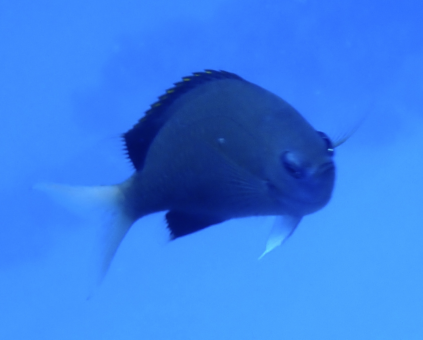 Chromis pembae Smith, 1960